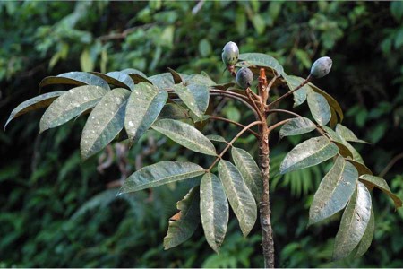 Plant Species – Catalogue – Native Biodiversity Garden